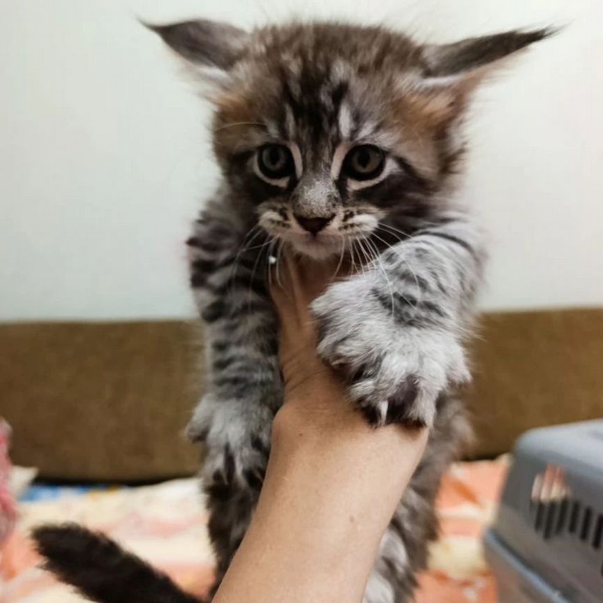 Мейн-кун котёнок