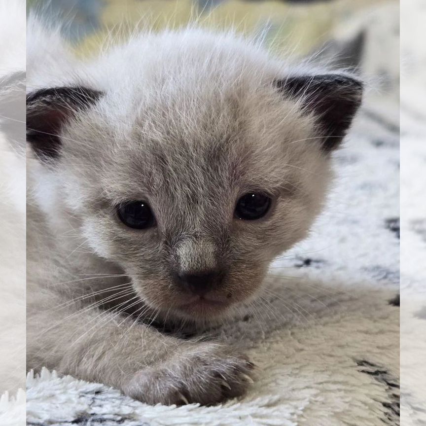 Сиамский котёнок