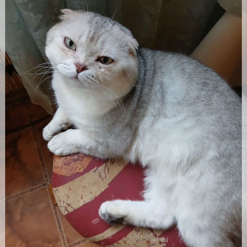 Шотландский вислоухий короткошёрстный, взрослый кот