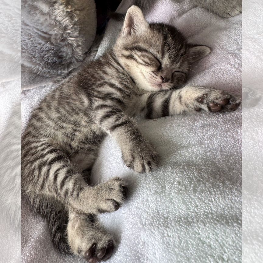Шотландский вислоухий короткошёрстный котёнок