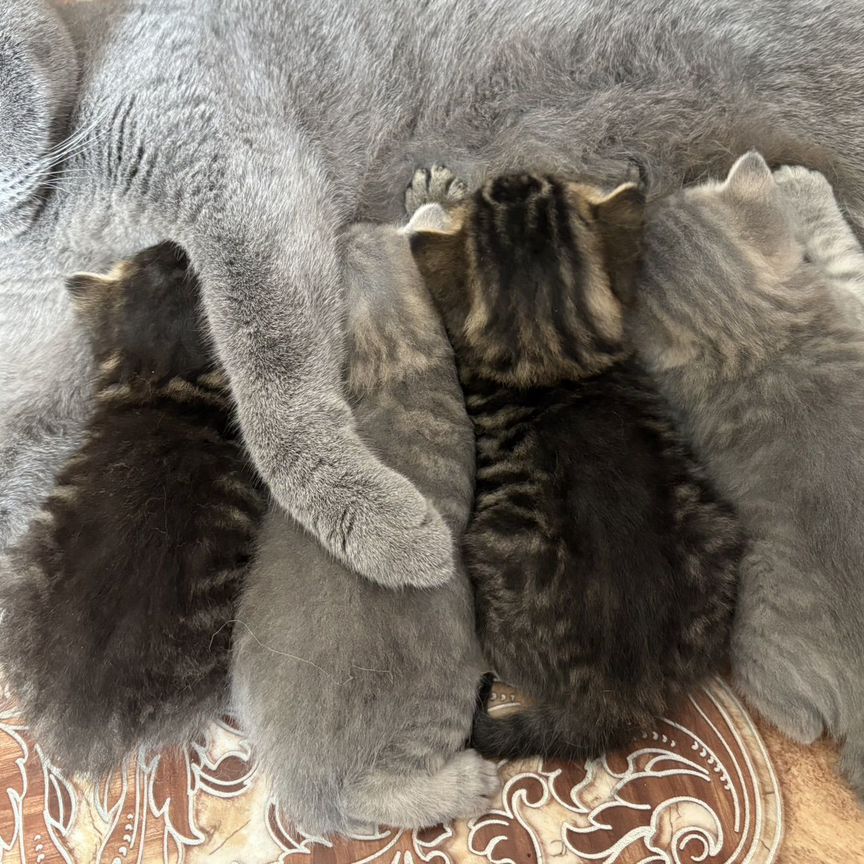 Британский короткошёрстный котёнок