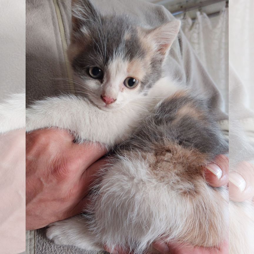 Котёнок в добрые руки