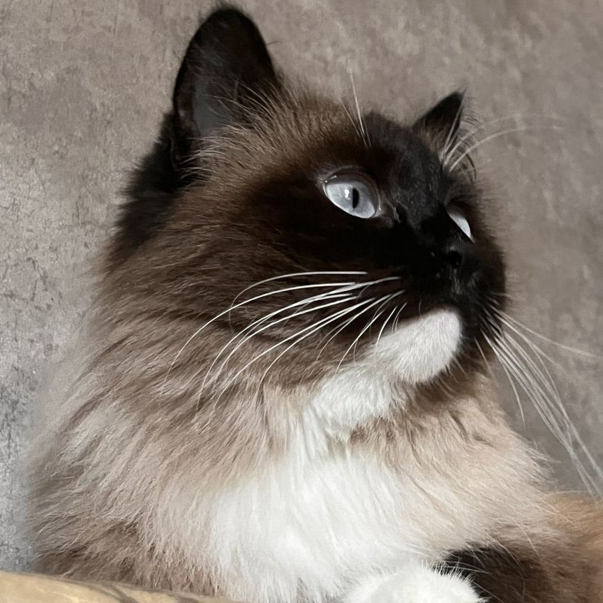 Взрослая, кошка в добрые руки