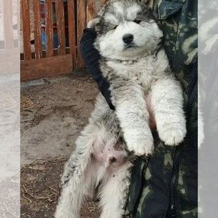 Аляскинский маламут, щенок