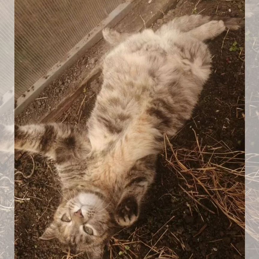 Взрослая, кошка в добрые руки