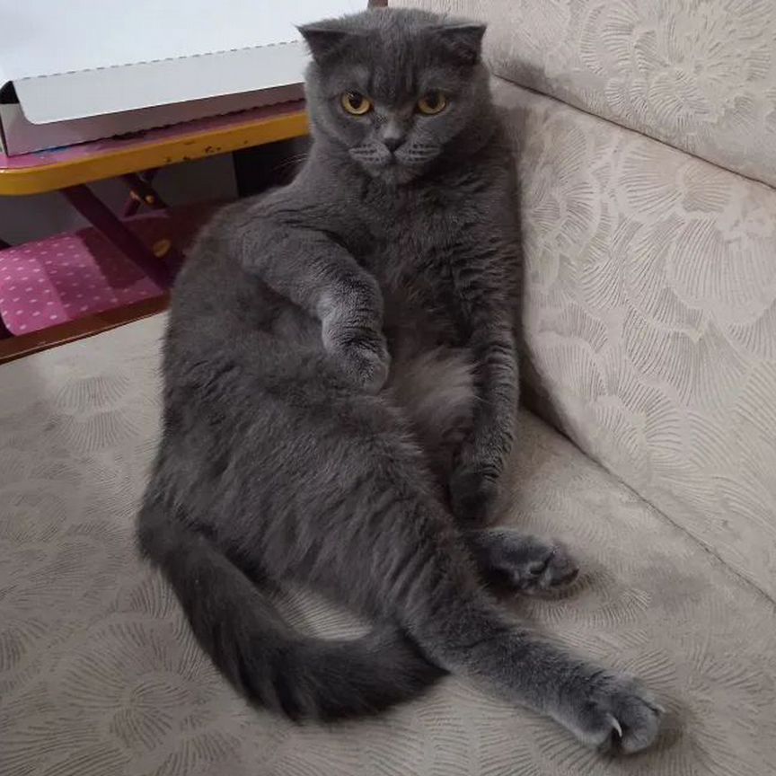 Шотландская вислоухая короткошёрстная, взрослая кошка