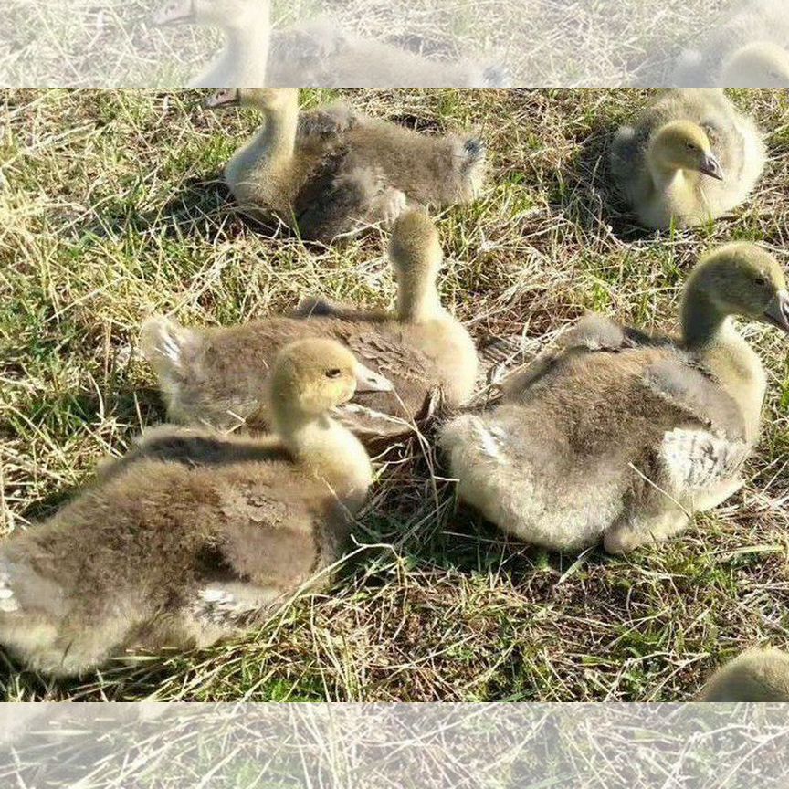 Крепкие гусята Белой Домашней породы (Инкубатор)