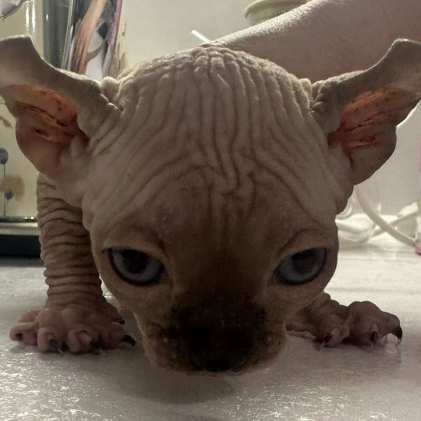 Эльф котёнок