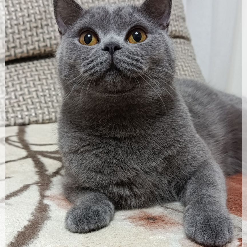 Шотландская прямоухая короткошёрстная, взрослая кошка