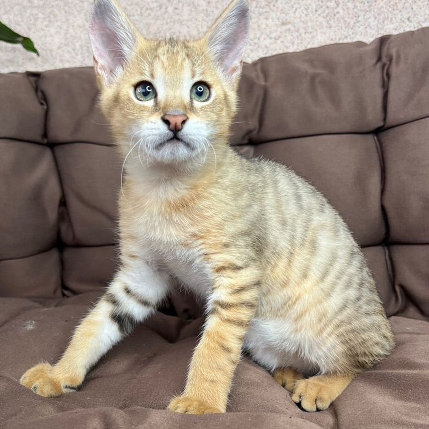 Чаузи котёнок