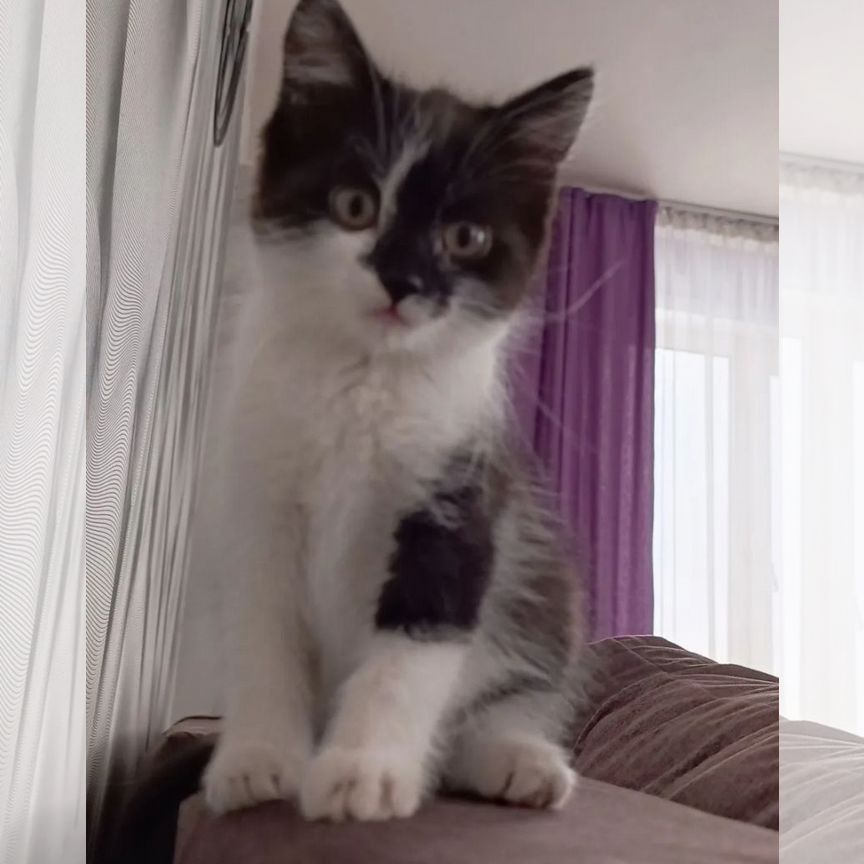 Сибирский котёнок