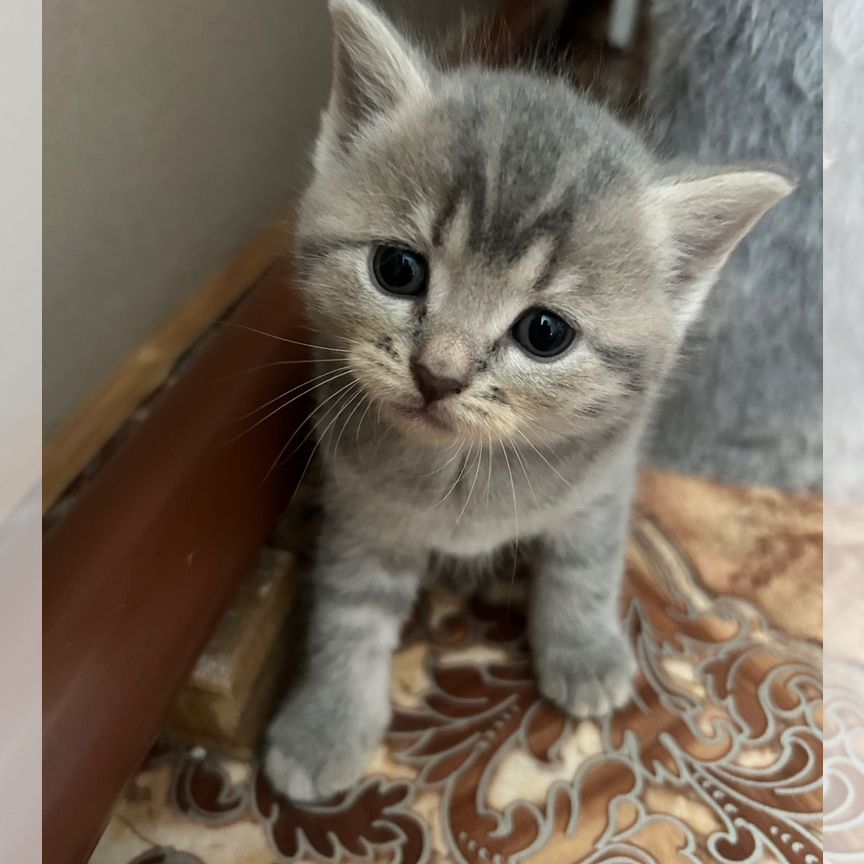 Британский короткошёрстный котёнок