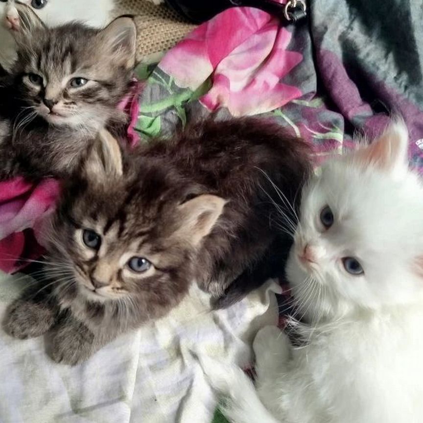 Котёнок в добрые руки