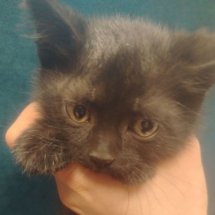 Котёнок от частного владельца
