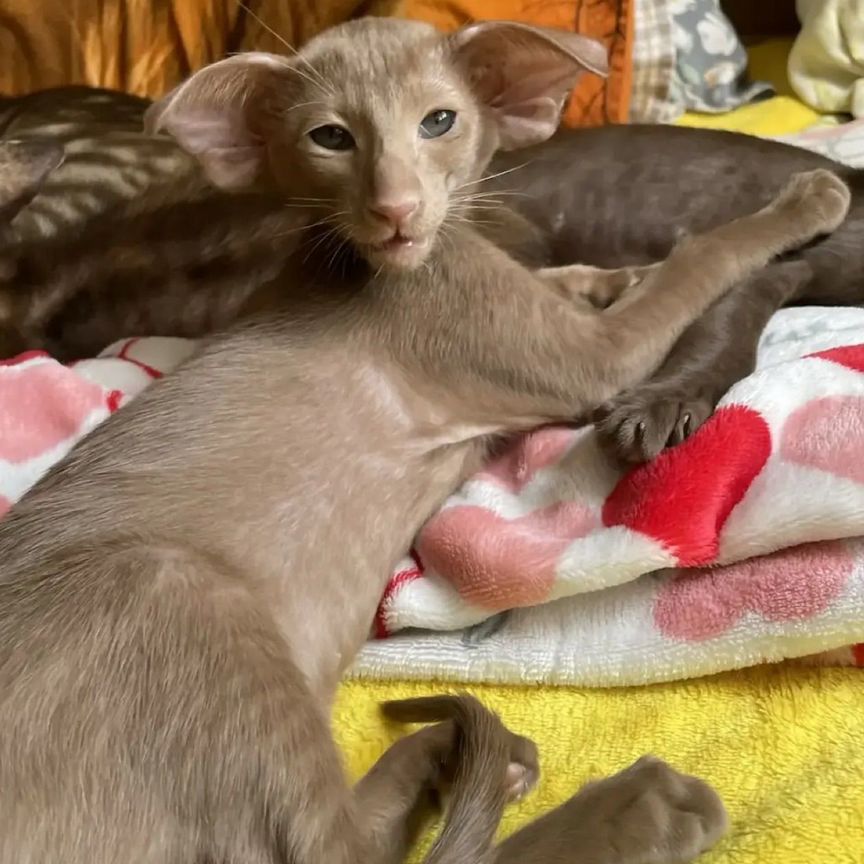 Ориентальный котёнок