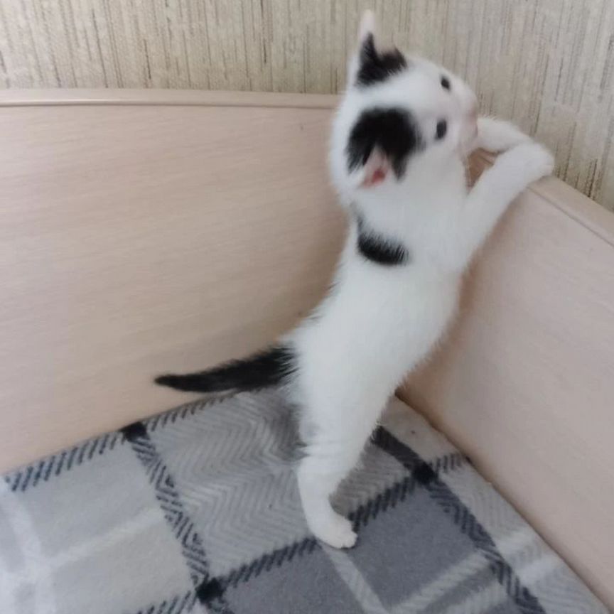 Котёнок в добрые руки