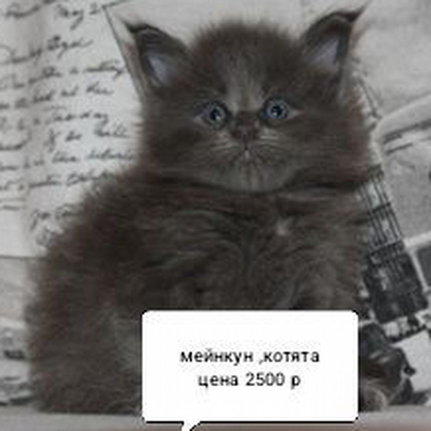 Котёнок в добрые руки