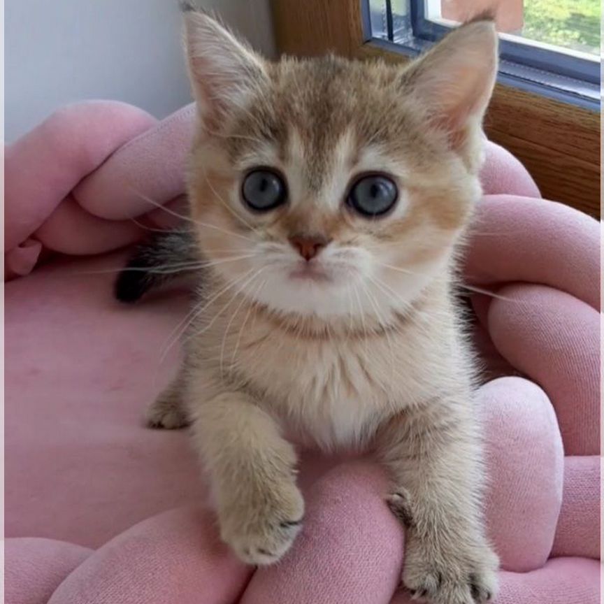 Шотландский прямоухий короткошёрстный котёнок