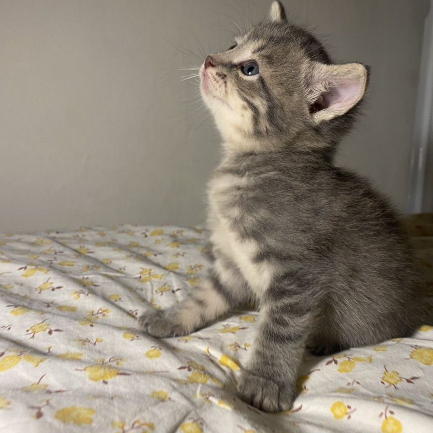 Котёнок в добрые руки