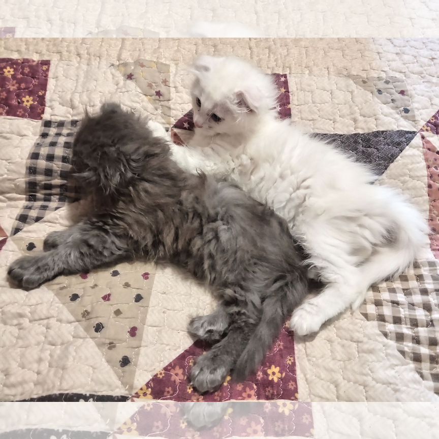Котёнок от частного владельца
