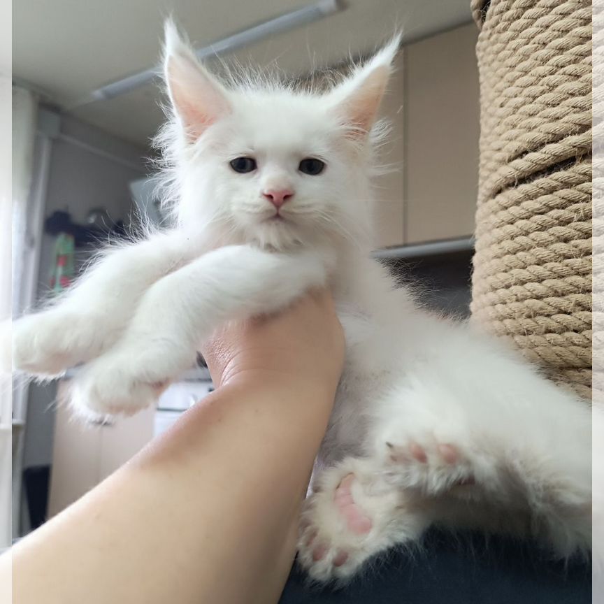 Мейн-кун котёнок