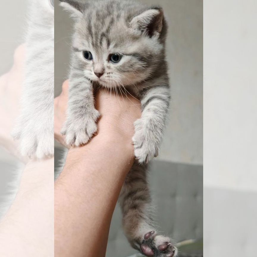 Британский короткошёрстный котёнок