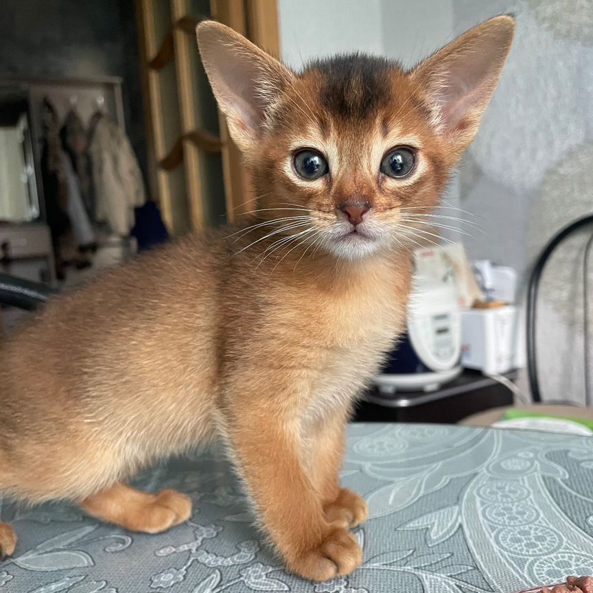 Абиссинский котёнок