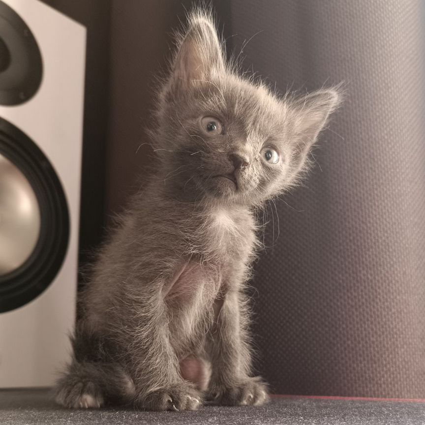 Котёнок от частного владельца
