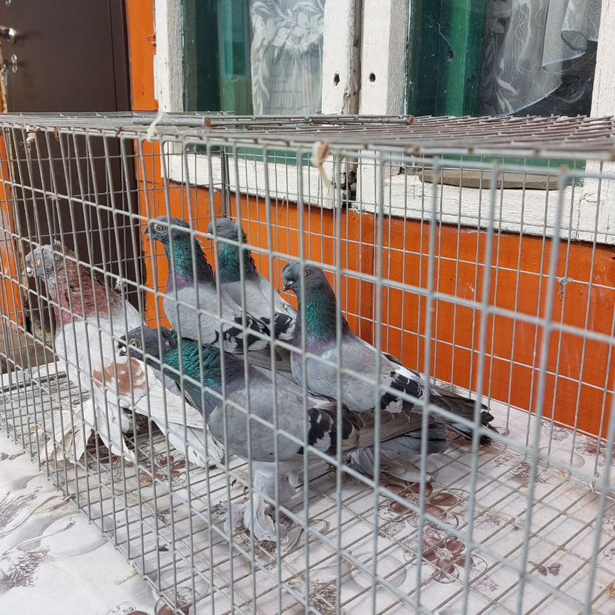 Голуби