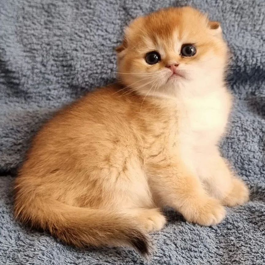 Шотландский вислоухий короткошёрстный котёнок
